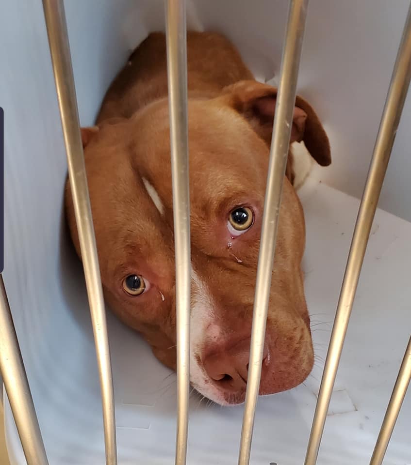 Become A Foster ~ Detroit Pit Crew