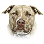 Detroit Pit Crew - Dog Rescue - Stray, sick, severely injured or emaciated