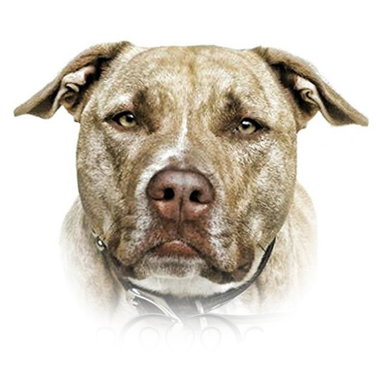 Social Media - Detroit Pit Crew