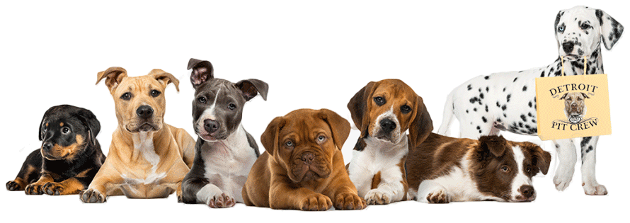 Shop ~ Detroit Pit Crew